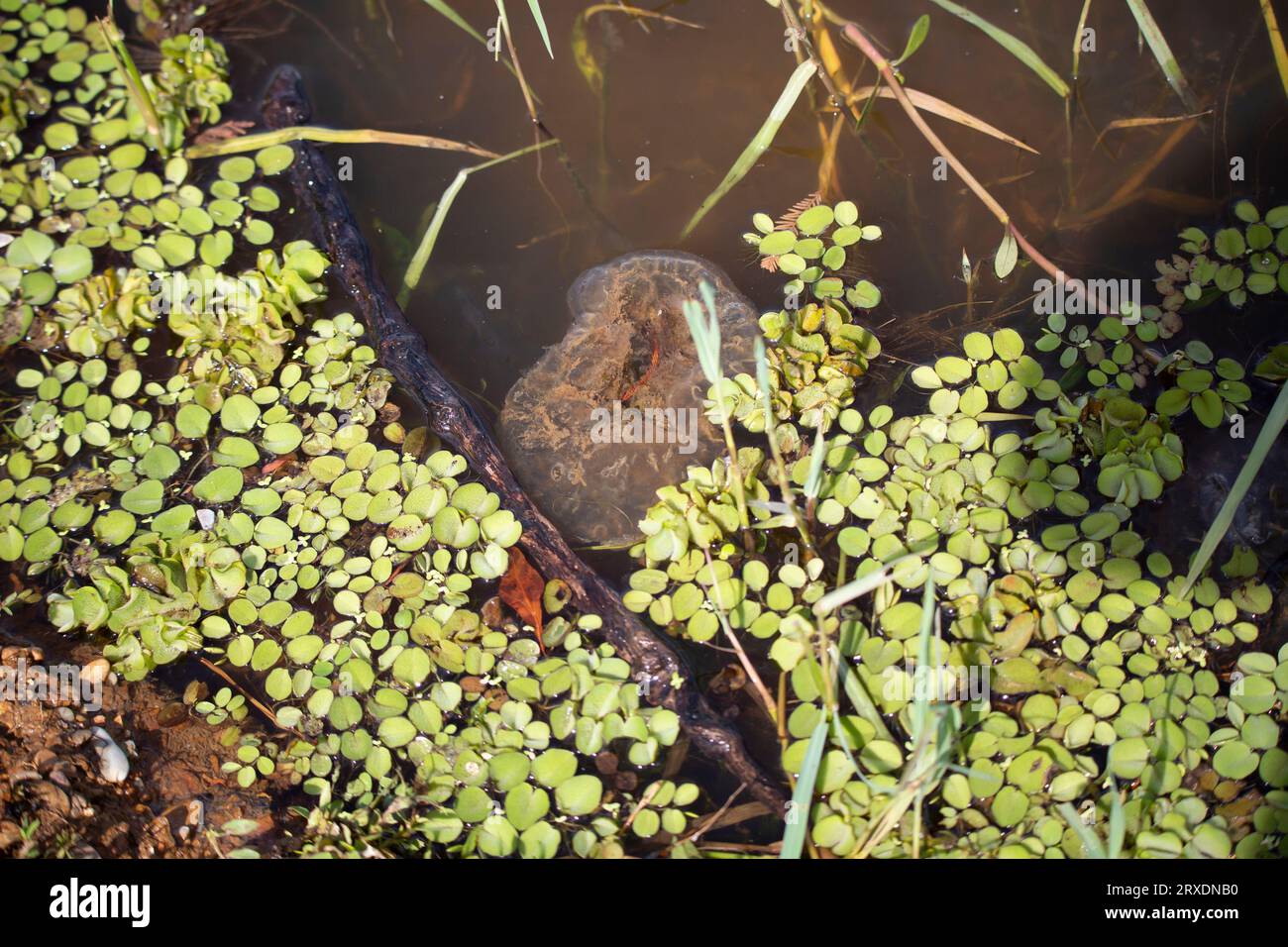 Water spangles (Salvinia minima) covering busted sacs of Bryozoa ...