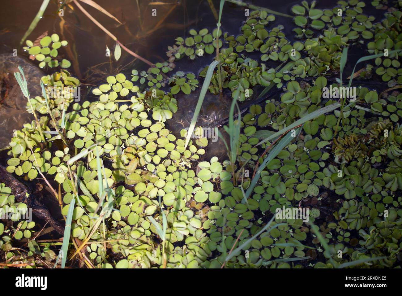 Water spangles (Salvinia minima) covering busted sacs of Bryozoa ...