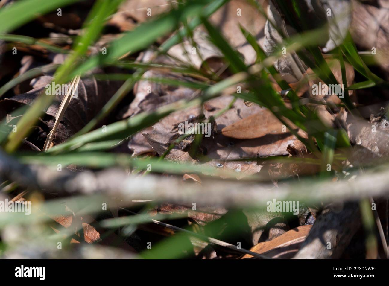 Tiny cricket frog (Acris crepitans) on leaf litter in grass Stock Photo ...