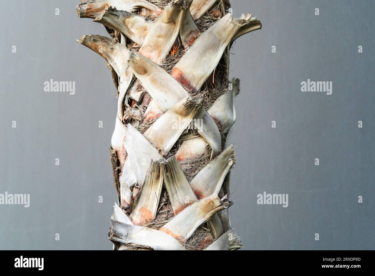 Coconut palm trees against blue sky, trunk of a palm tree of coconut ...