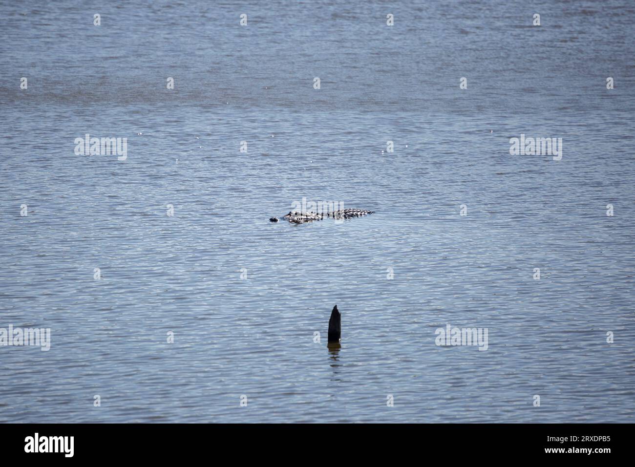 American alligator ( Alligator mississippiensis) floating in open water ...