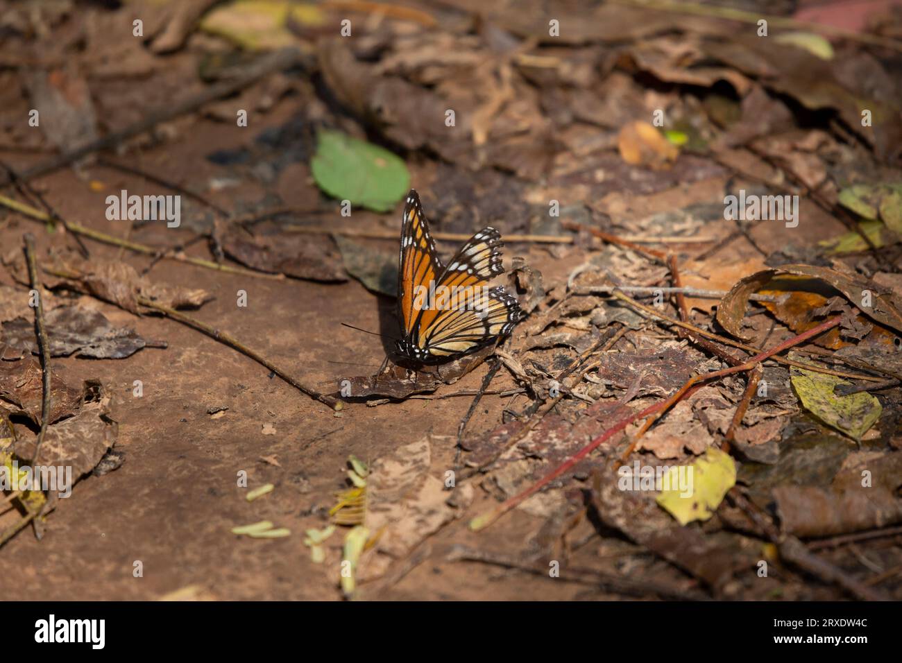 Day of the dead butterfly wings hi-res stock photography and images - Alamy