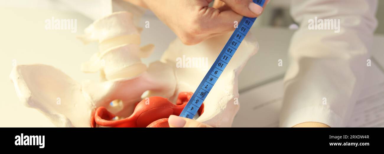 Doctor measures model of female pelvis with measuring tape close-up ...