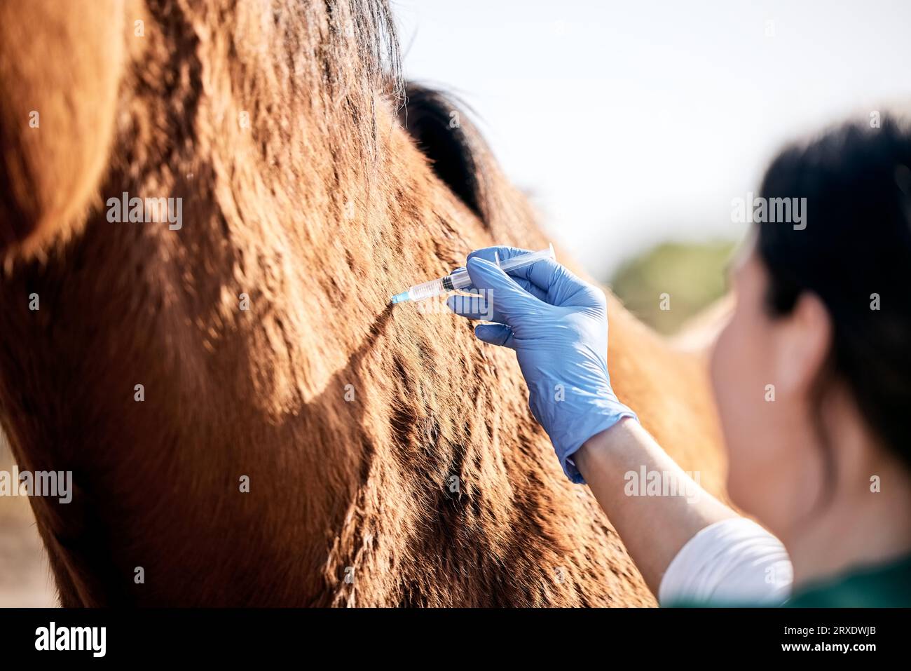 Vet, doctor and woman with injection for horse for medical examination ...