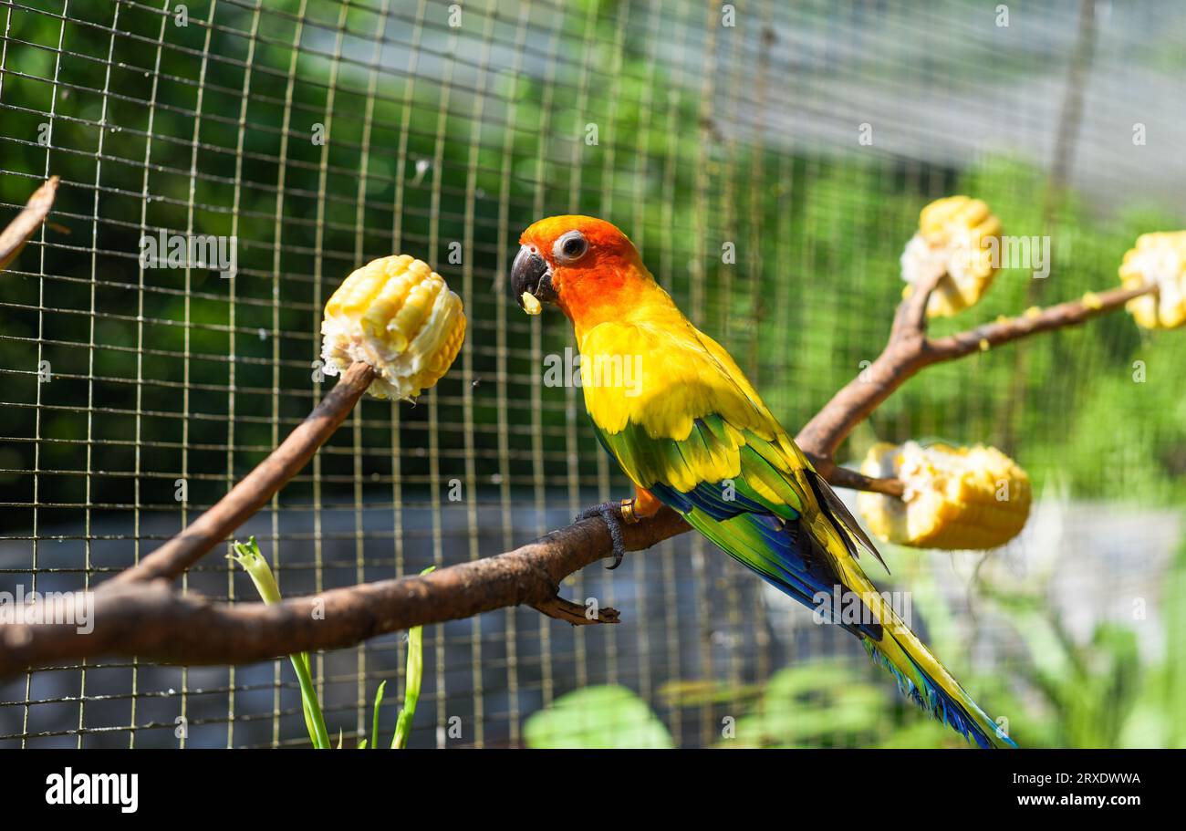 The sun conure (Aratinga solstitialis), also known as the sun parakeet ...