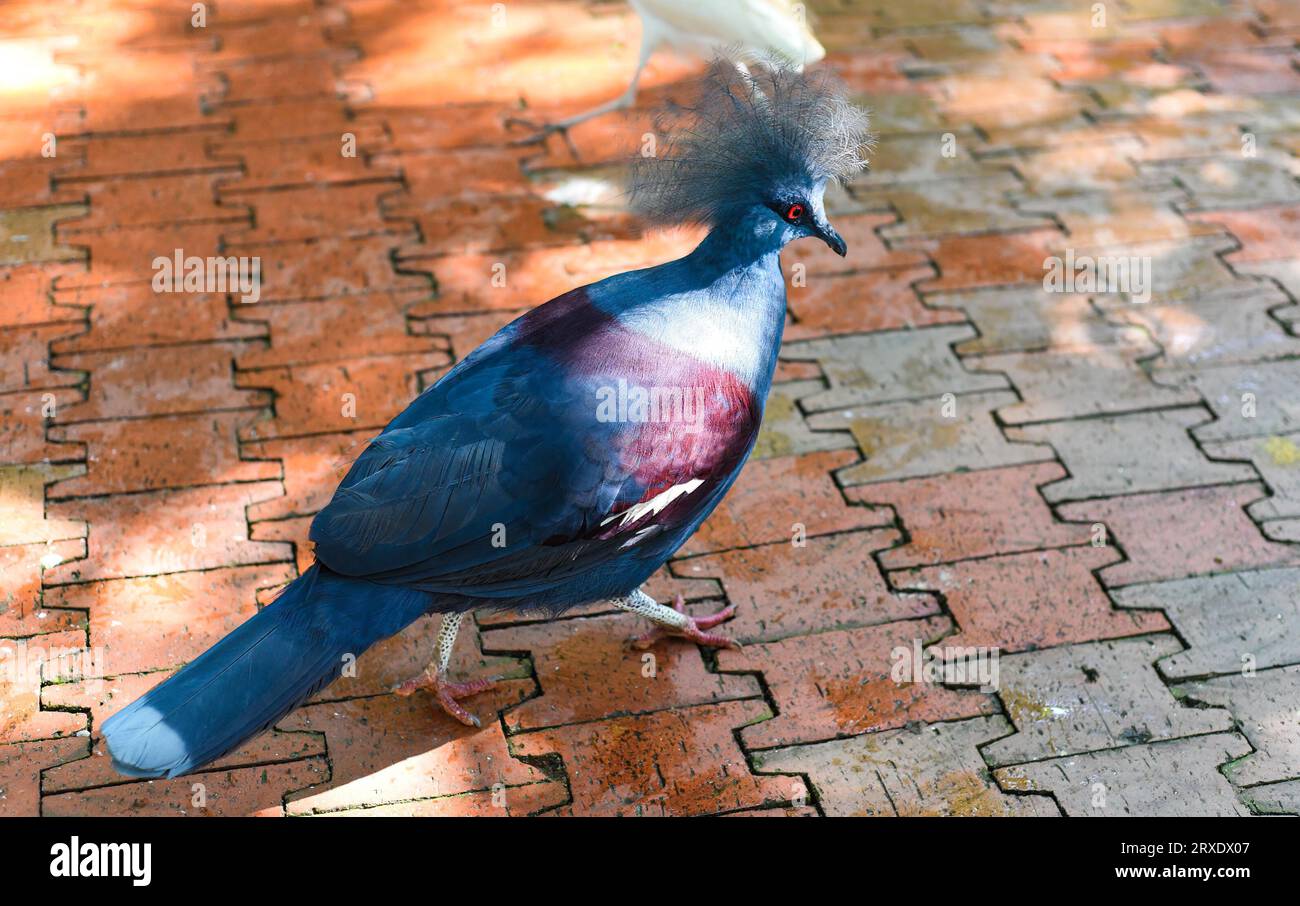 The western crowned pigeon (Goura cristata), also known as the common ...