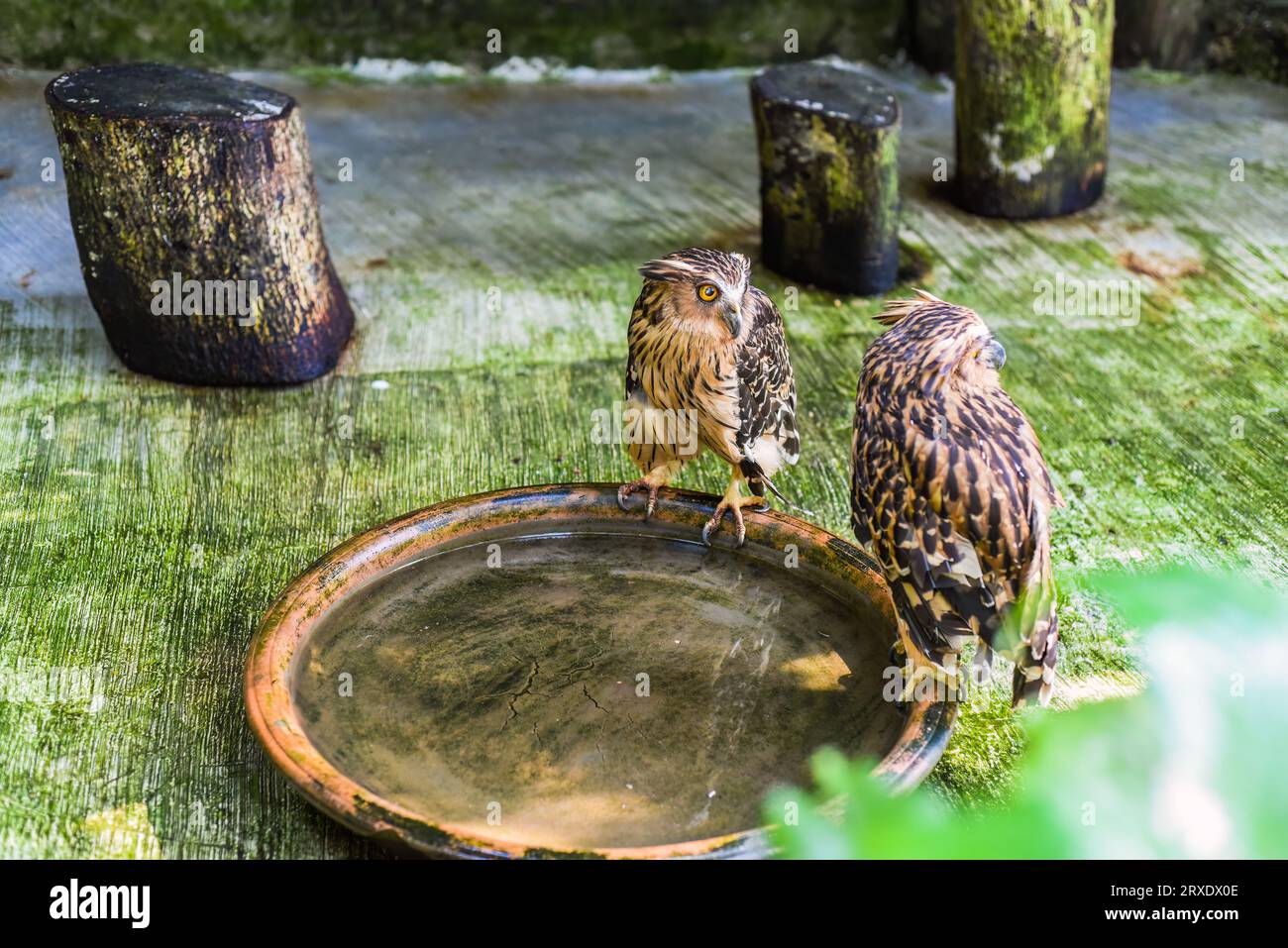 Two Buffy fish owls (Ketupa ketupu) also known as the Malay fish owl ...
