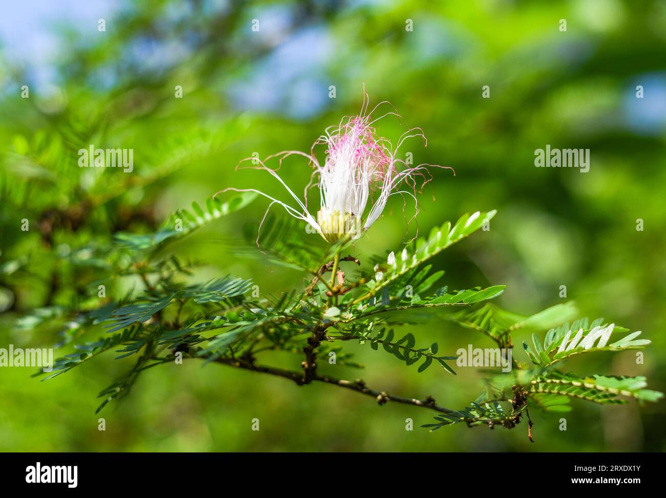 Flower of Calliandra surinamensis growing in Malaysia Stock Photo - Alamy