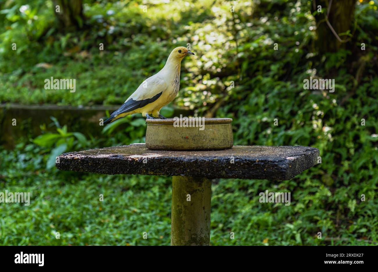 The silver-tipped imperial pigeon (Ducula luctuosa), also known as the ...
