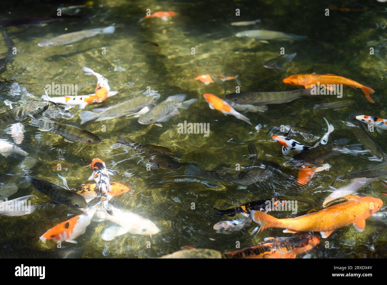Koi fish pond lake water japan hi-res stock photography and images - Alamy