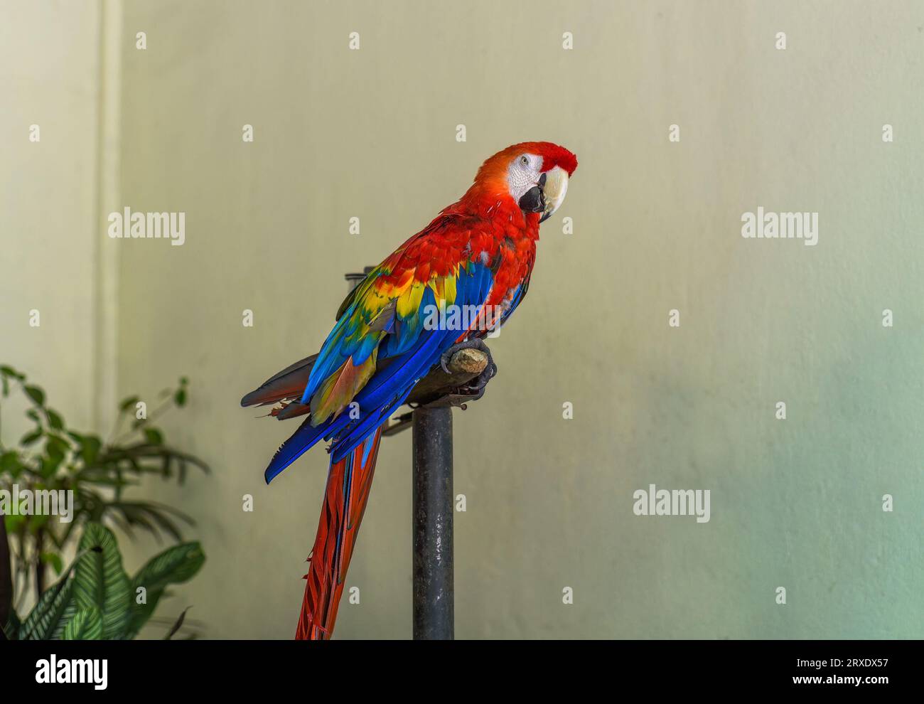 Parrot malaysia hi-res stock photography and images - Alamy