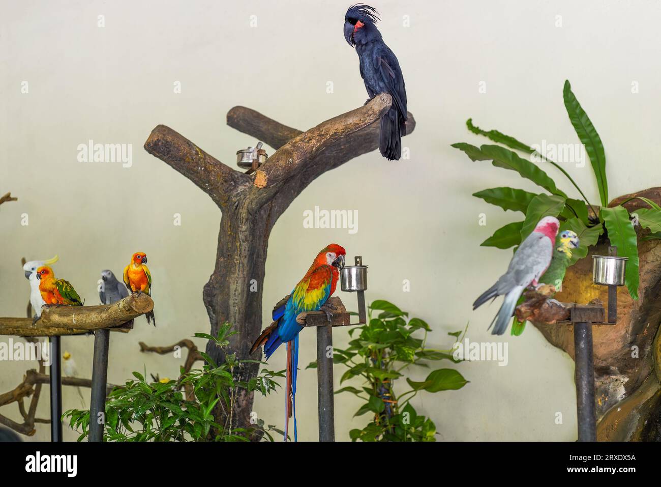 Psittacus aterrimus hi-res stock photography and images - Alamy