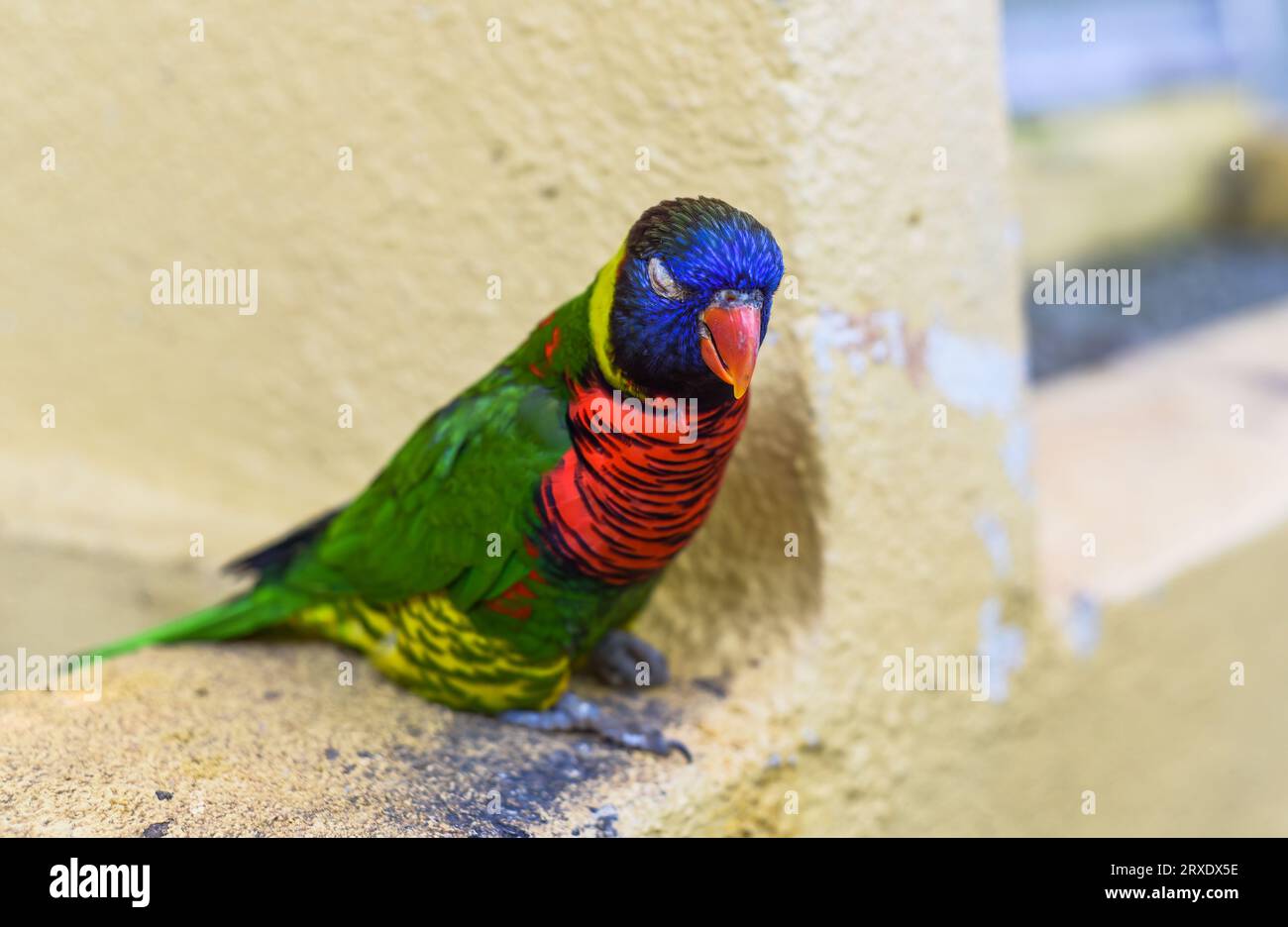 Loriini parrots sitting on a branch in Kuala Lumpur, Malaysia Stock ...