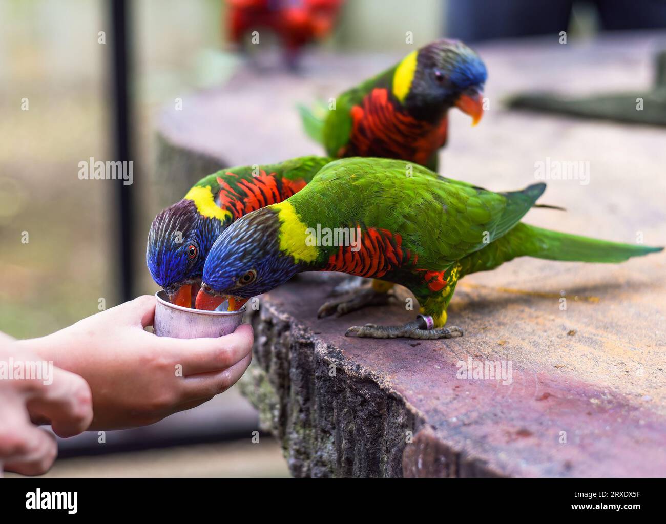 Loriini parrots drinking milk in Kuala Lumpur, Malaysia Stock Photo - Alamy