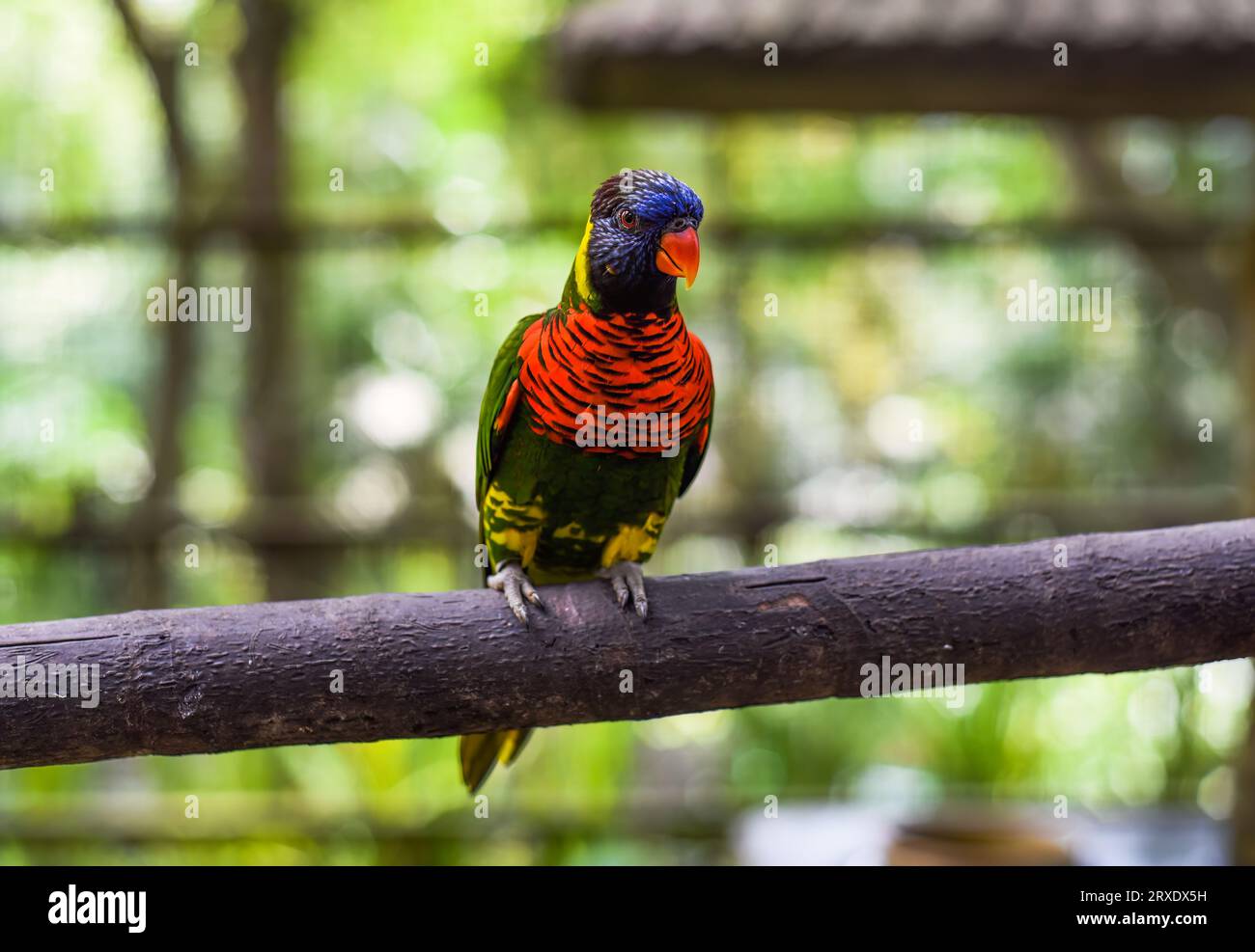 Loriini parrots sitting on a branch in Kuala Lumpur, Malaysia Stock ...