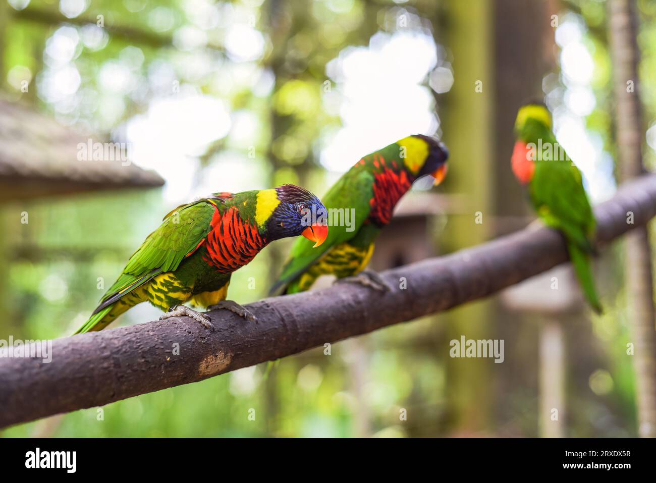 Loriini parrots sitting on a branch in Kuala Lumpur, Malaysia Stock ...