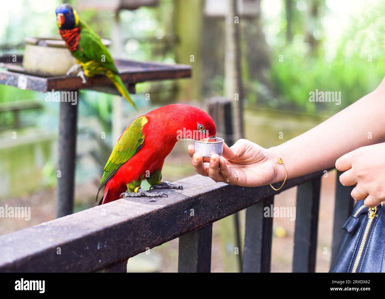 Chattering bird hi-res stock photography and images - Alamy