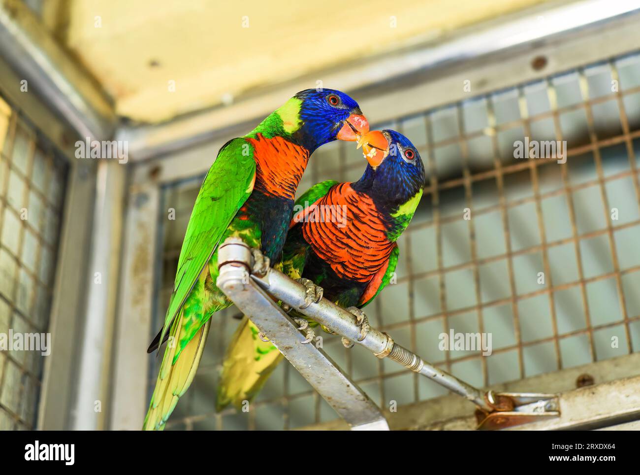 Loriini parrots love birds on a branch in Kuala Lumpur, Malaysia Stock ...