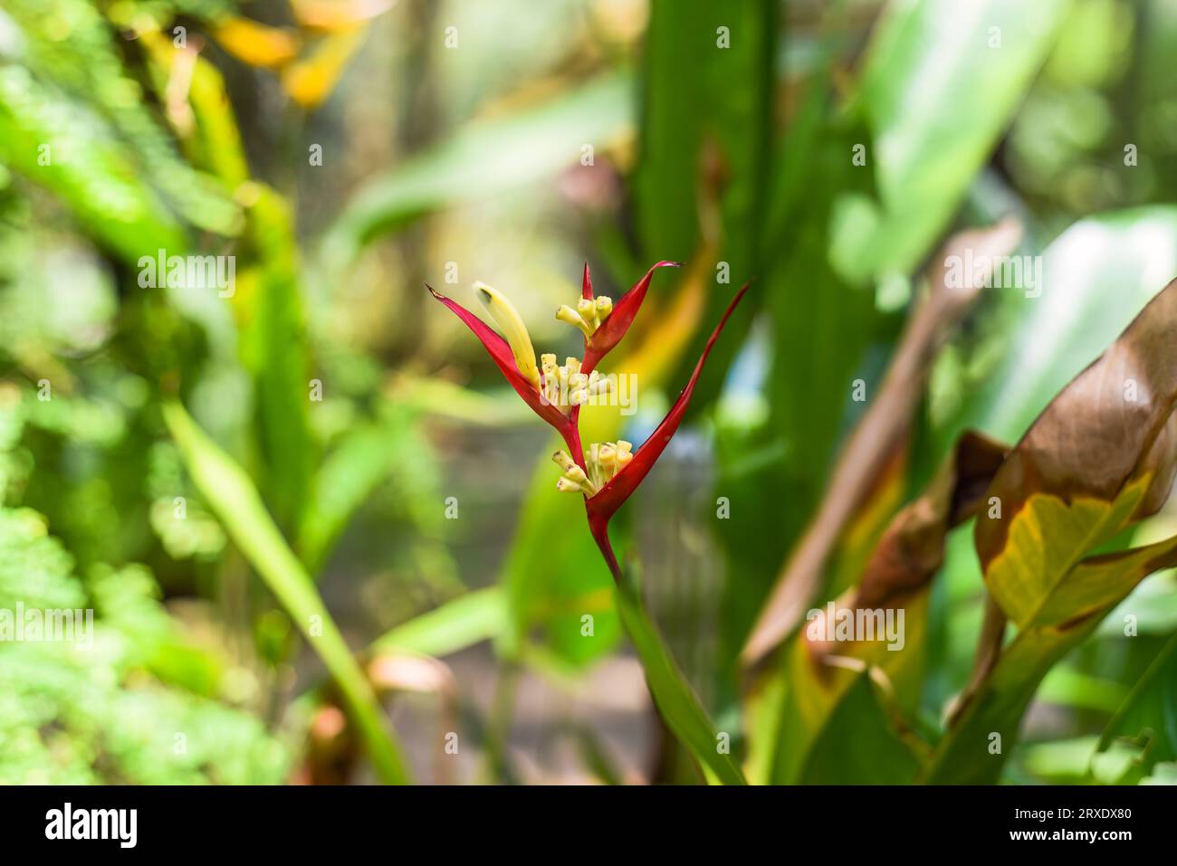 Heliconia collinsiana (platanillo) growing in Malaysia Stock Photo - Alamy