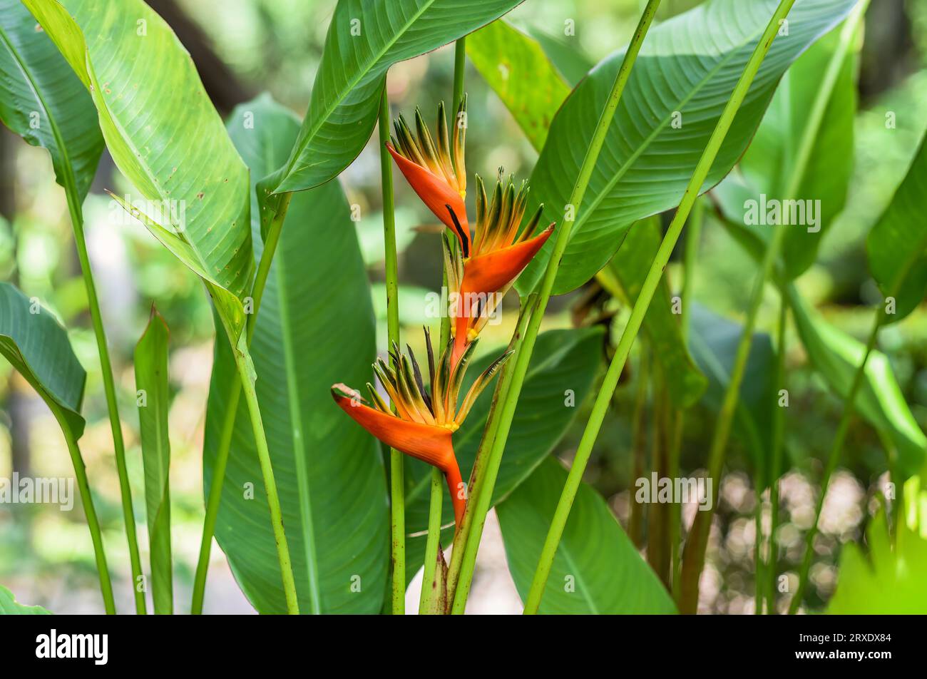 Heliconia leaf hi-res stock photography and images - Alamy