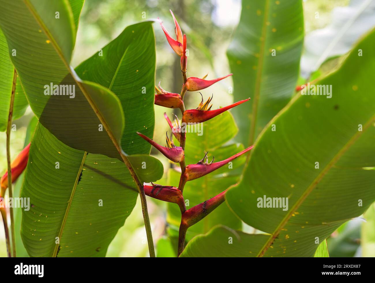 Beautiful heliconia blooming in hi-res stock photography and images - Alamy
