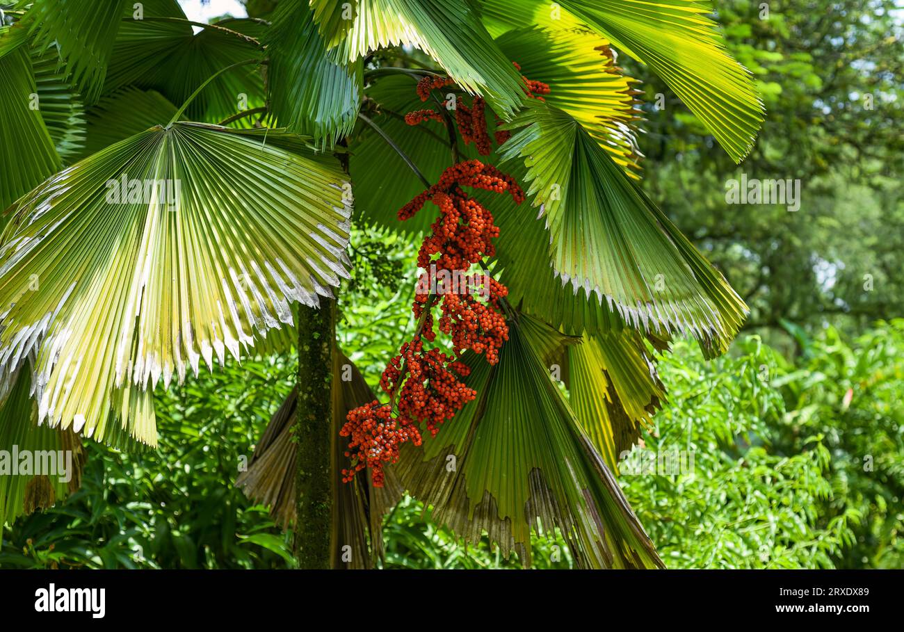 Fruits of Licuala grandis or Vanuatu fan palm or Ruffled fan palm or ...