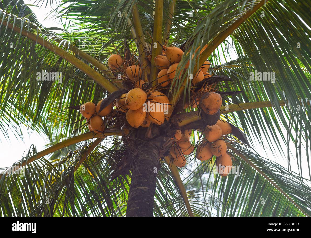 Orange coconuts growing in a palm tree in Malaysia Stock Photo - Alamy