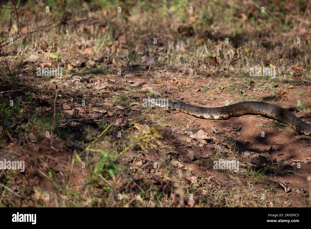 Agkistrodon piscivorus predators hi-res stock photography and images ...