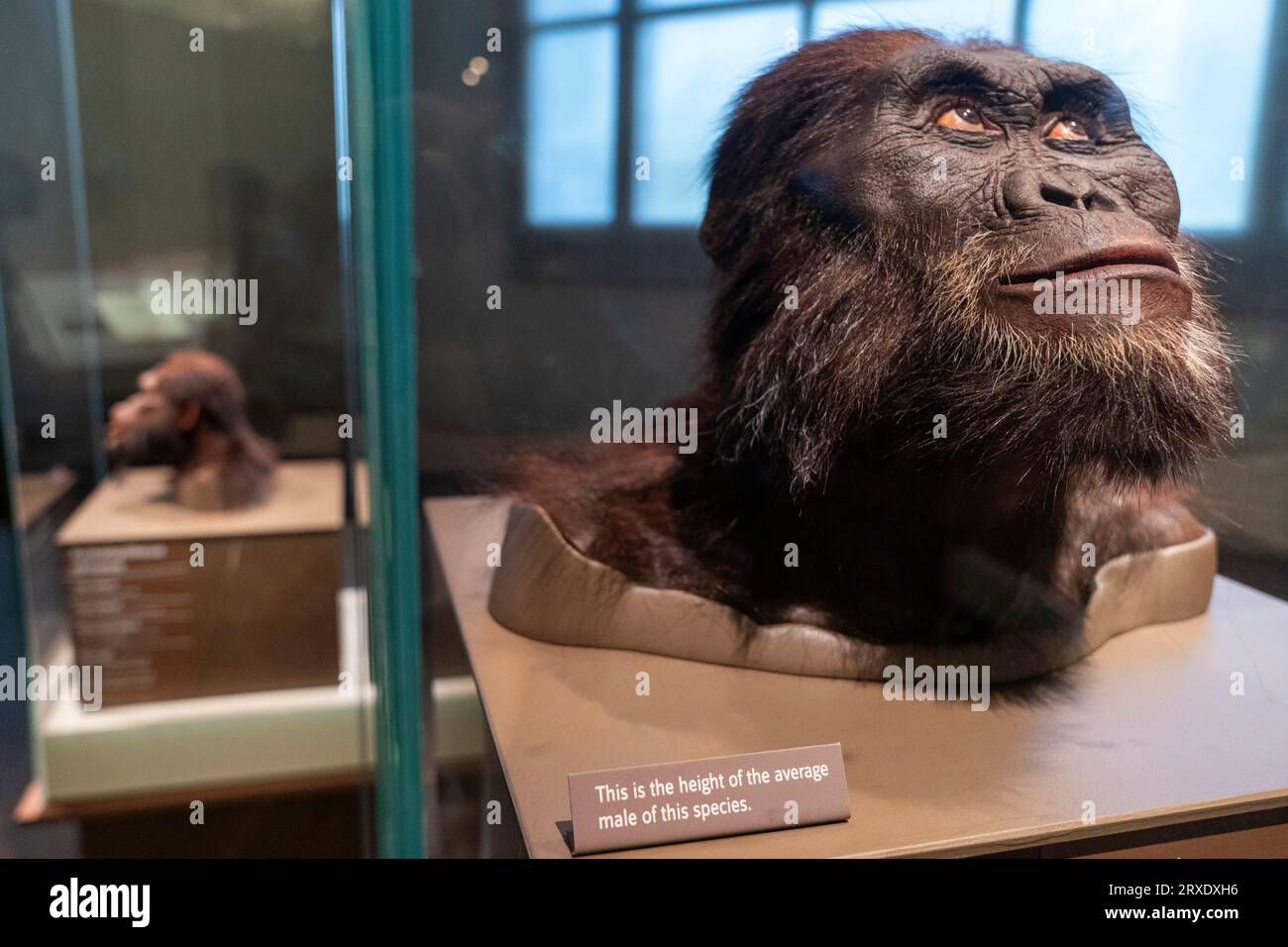 An Exhibit Of Early Human Species Whose Faces Have Been Recreated Are Seen Inside The