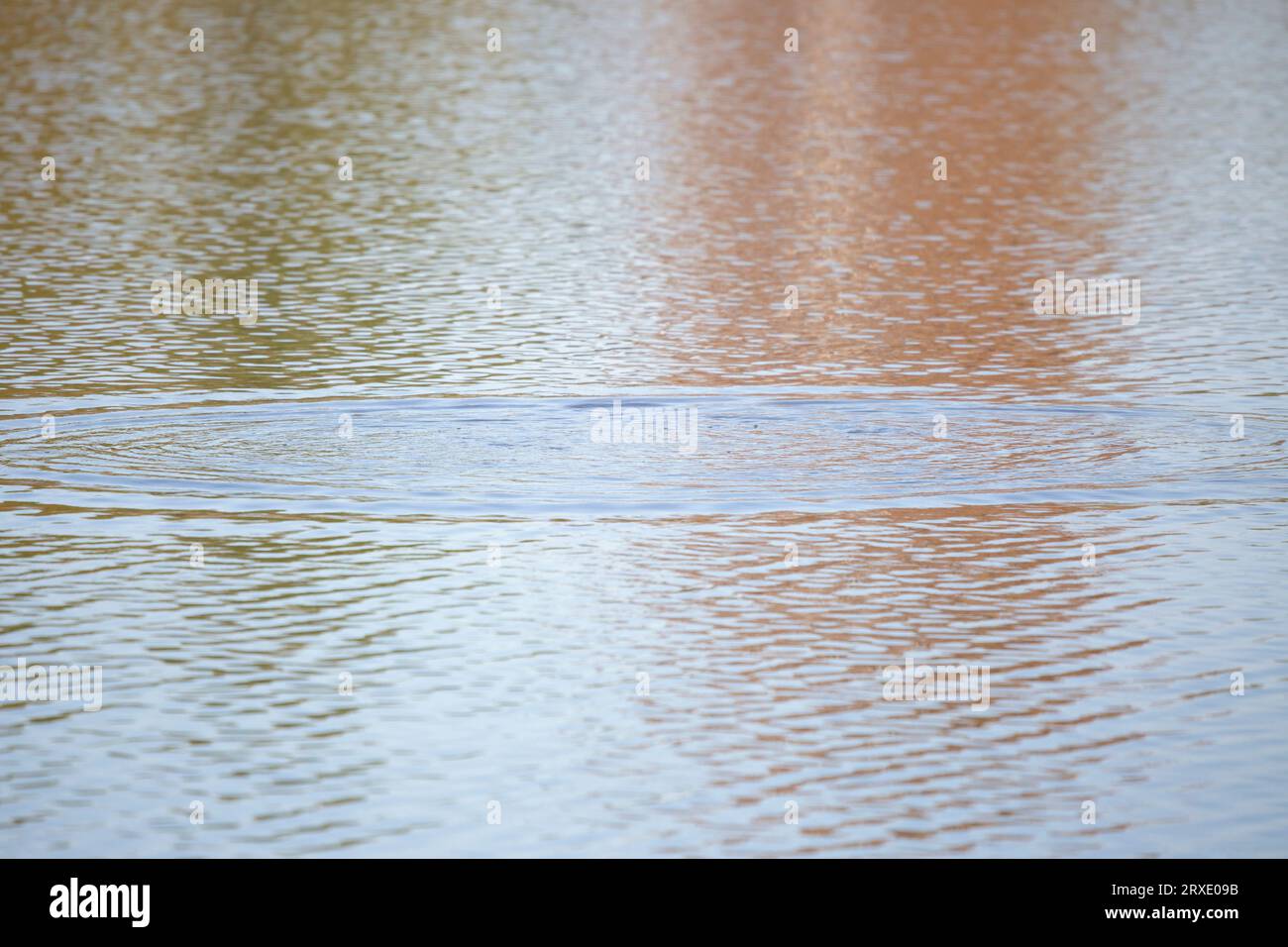 Wave left after a heavy animal dives underwater Stock Photo - Alamy