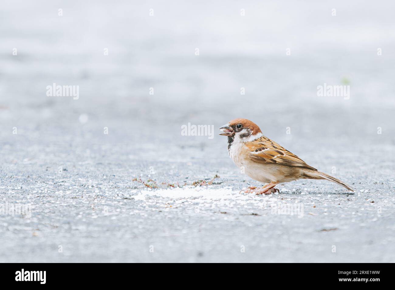 Eurasian tree sparrow eat hi-res stock photography and images - Alamy