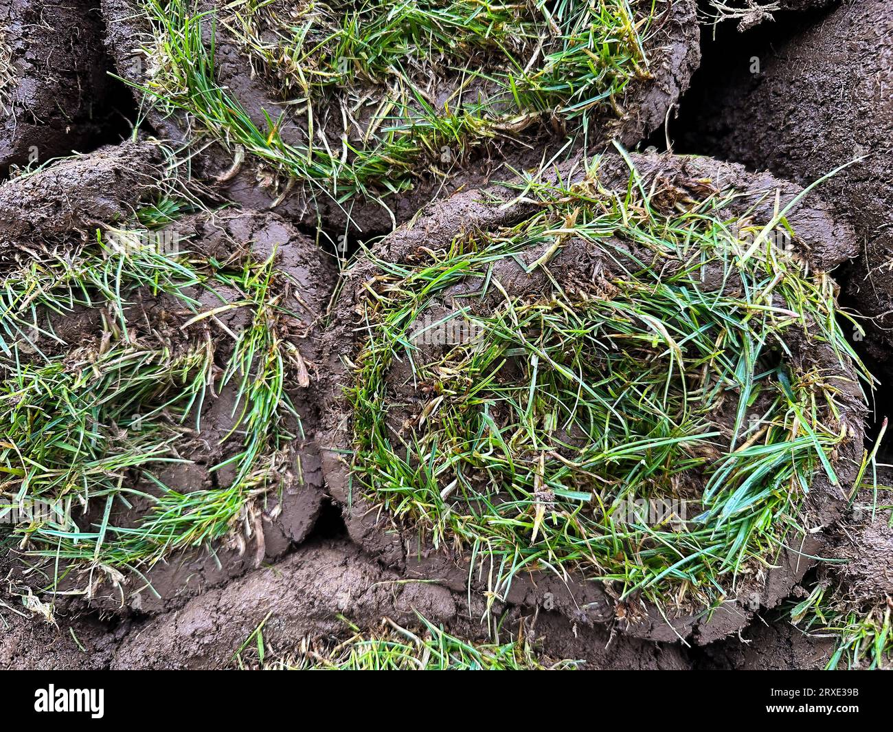 Details view of green rolled grass lawn stacks. Landscape design and ...