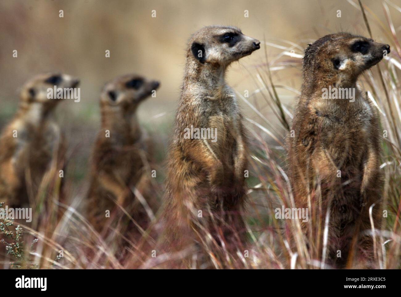 File photo dated 30/08/12 of meerkats, as researchers are investigating ...