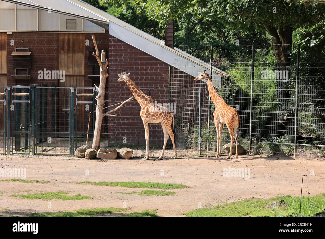 Dortmunder zoo hi-res stock photography and images - Alamy