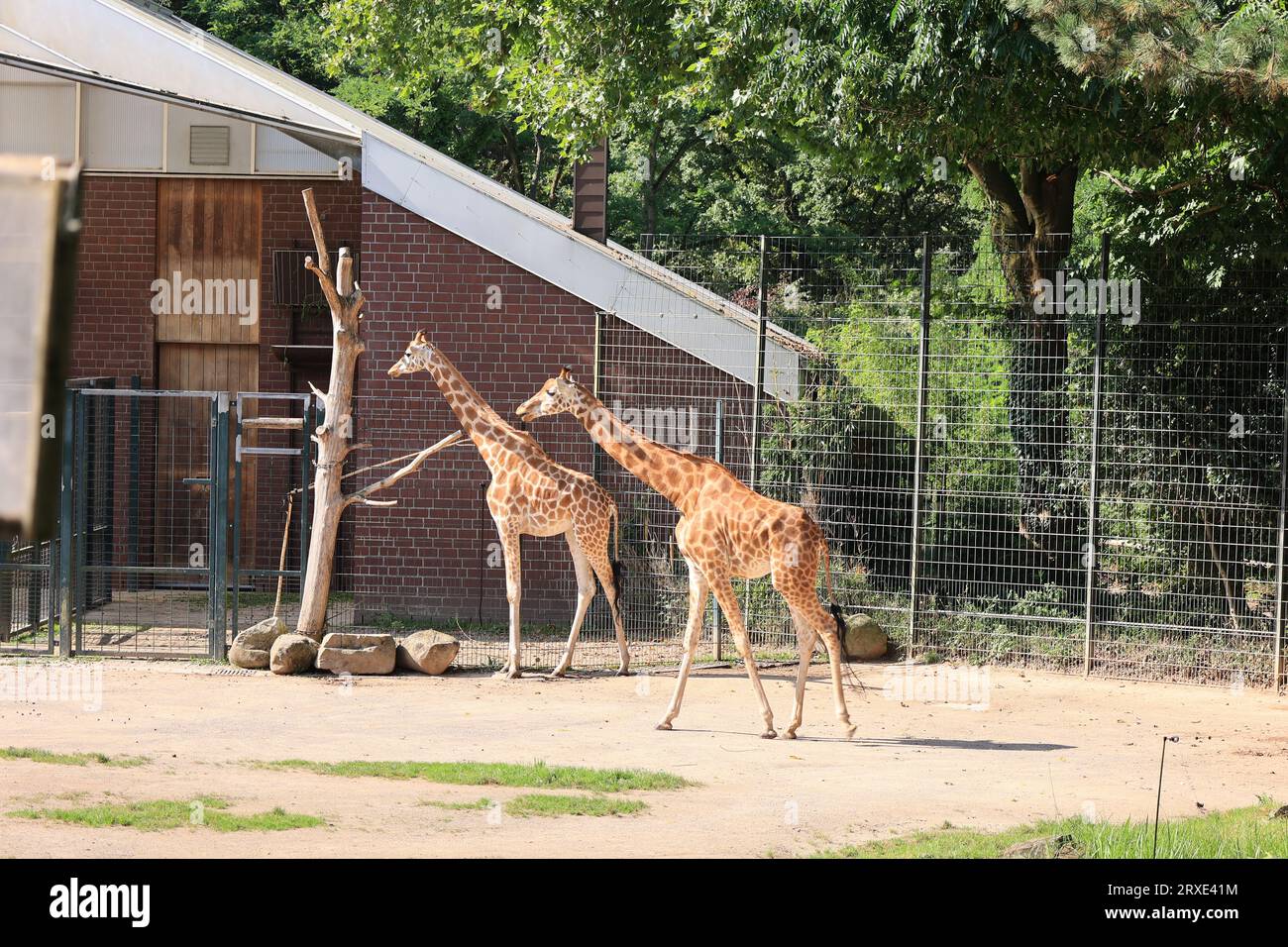 Im zoo dortmund hi-res stock photography and images - Alamy