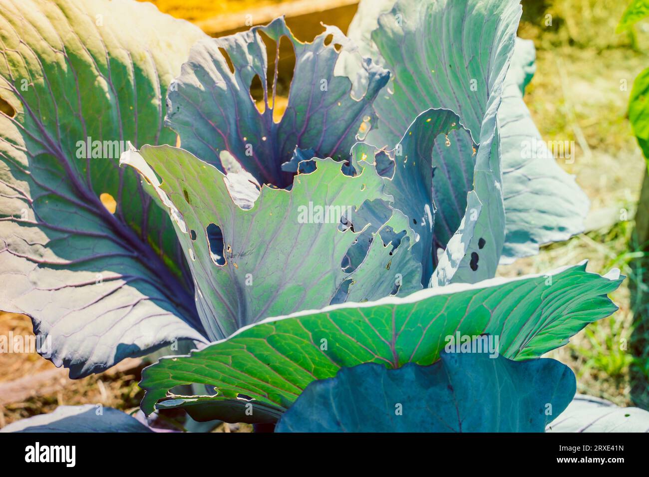 Caterpillars caused severe damage to blue cabbage growing in the home ...