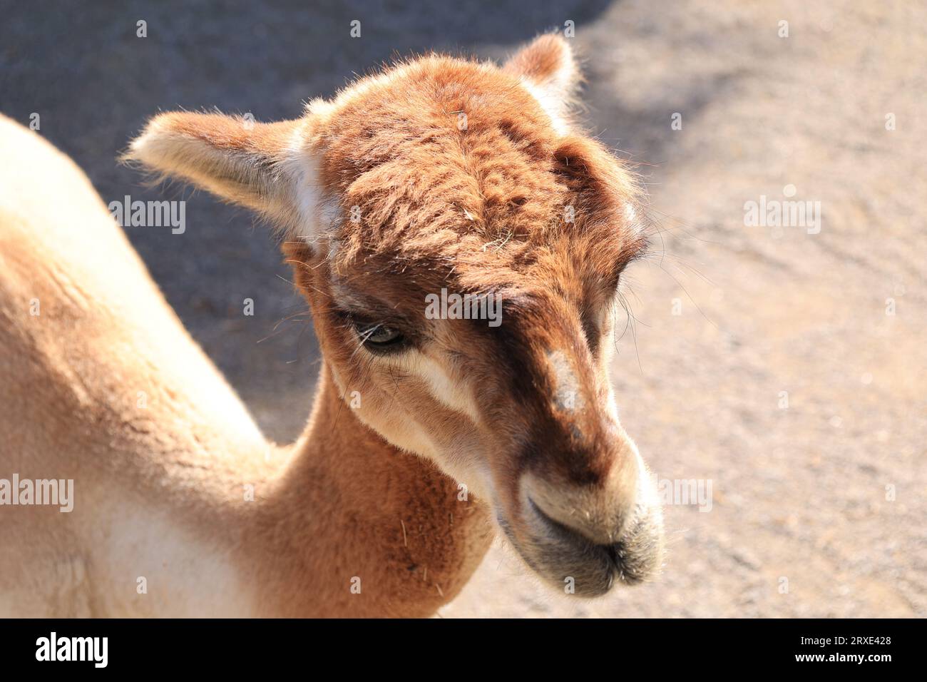 Im zoo dortmund hi-res stock photography and images - Alamy