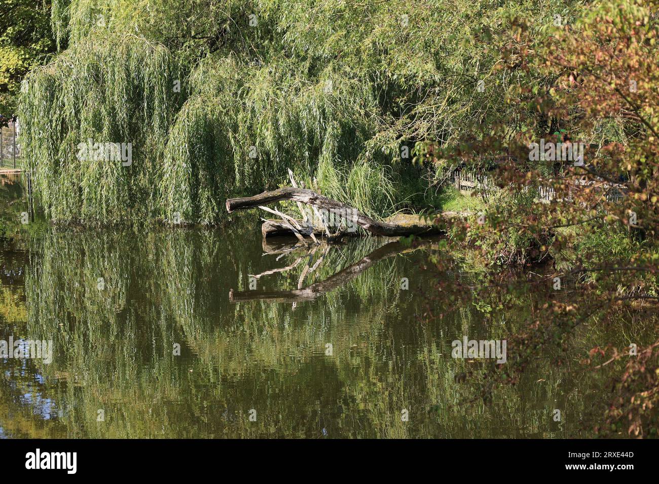 Im zoo dortmund hi-res stock photography and images - Alamy