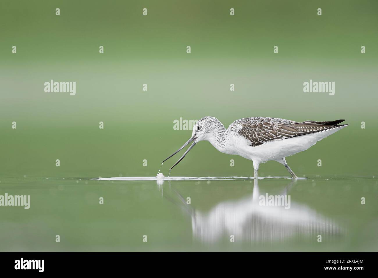 The common greenshank, fine art portrait in the spring season (Tringa ...
