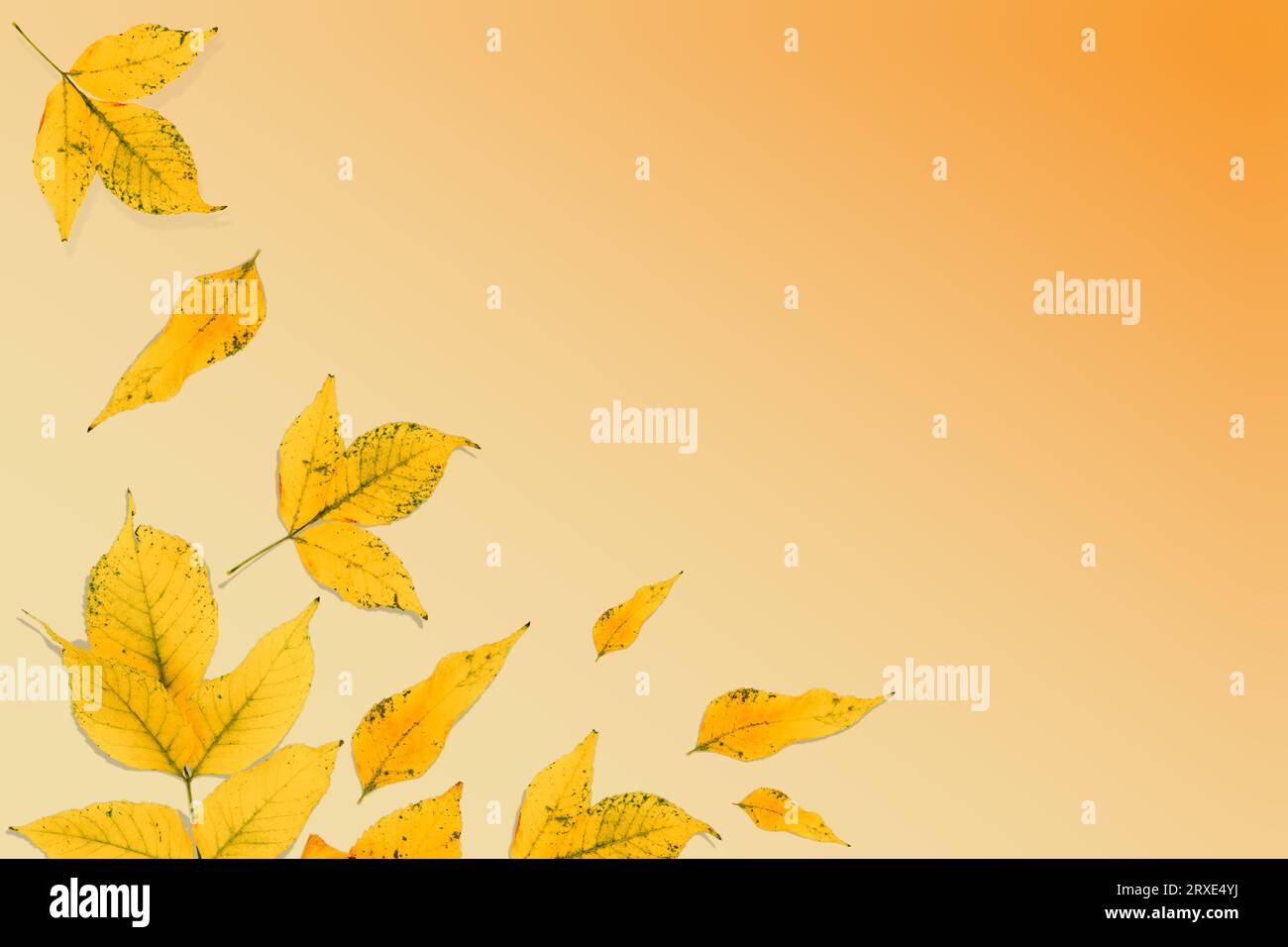 Autumn foliage background. Fall gradient backdrop with copy space Stock ...