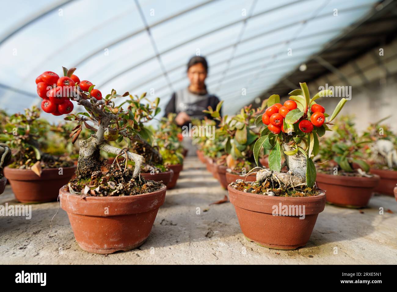 Luannan County, China - February 1, 2023: Flower farmers are pruning ...