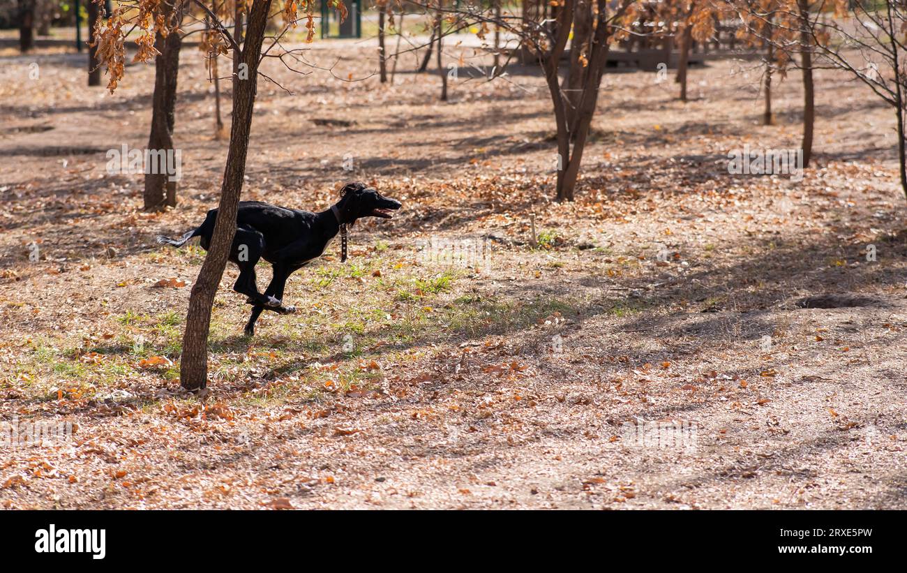 Asian greyhound breed hi-res stock photography and images - Alamy