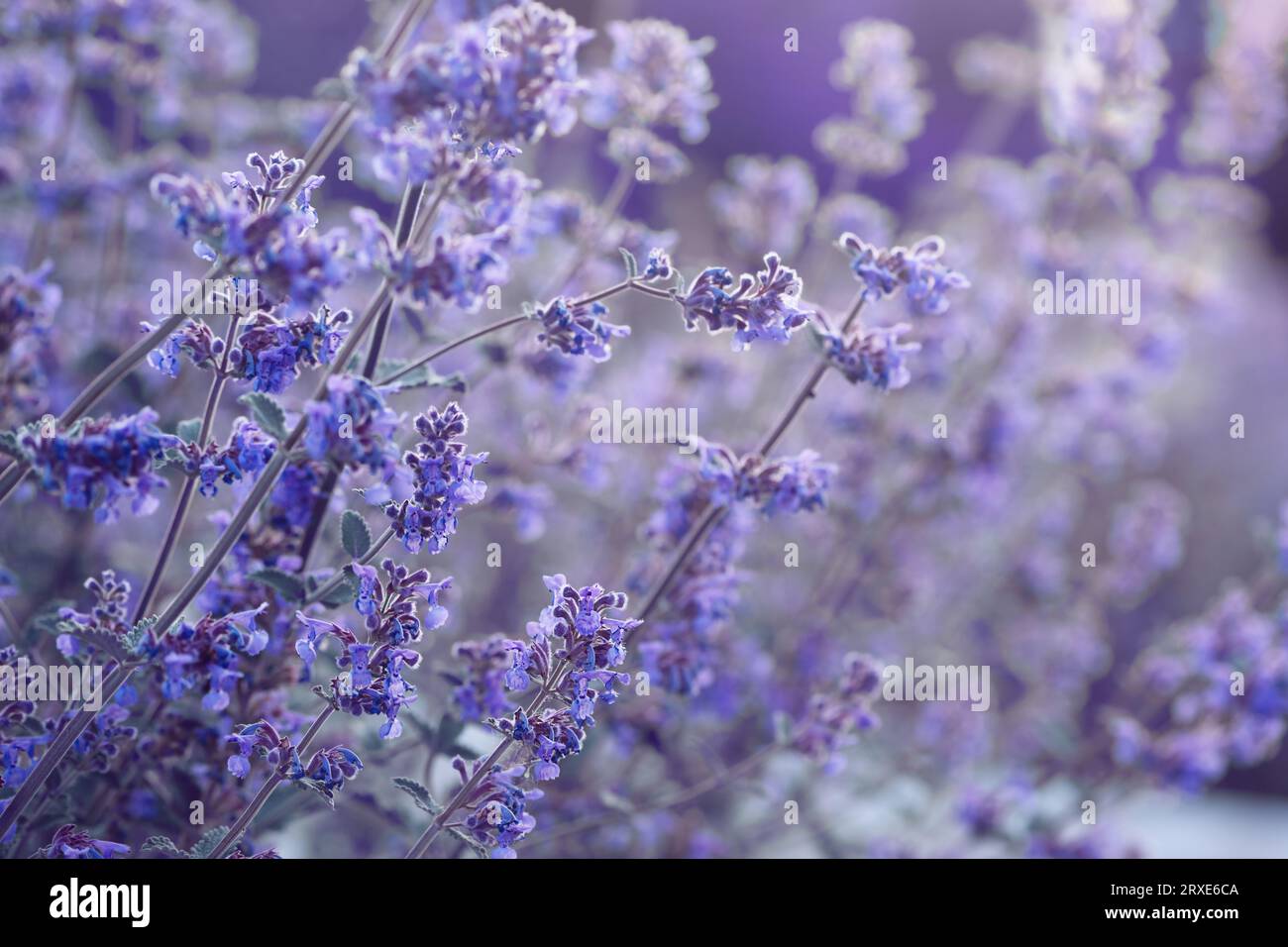 Beautiful purple flowers wallpaper. Perennial plant Nepeta field ...