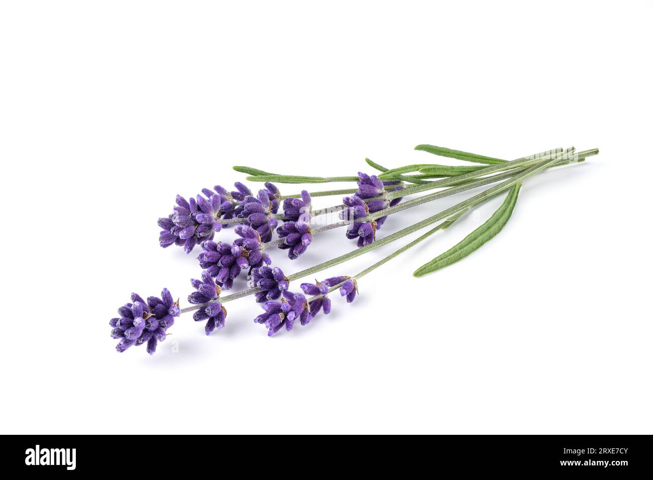 Lavender flower isolated on white background. Bouquet of lavender ...