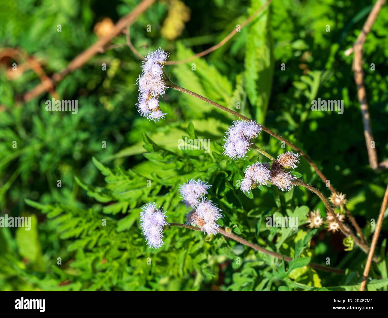 Australia garden weeds hi-res stock photography and images - Alamy
