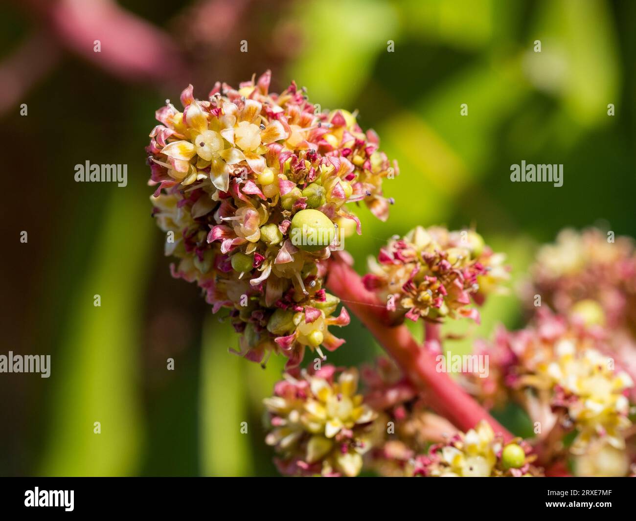 Tiny green Mangoes growing after the flowers on the pink stems of a ...