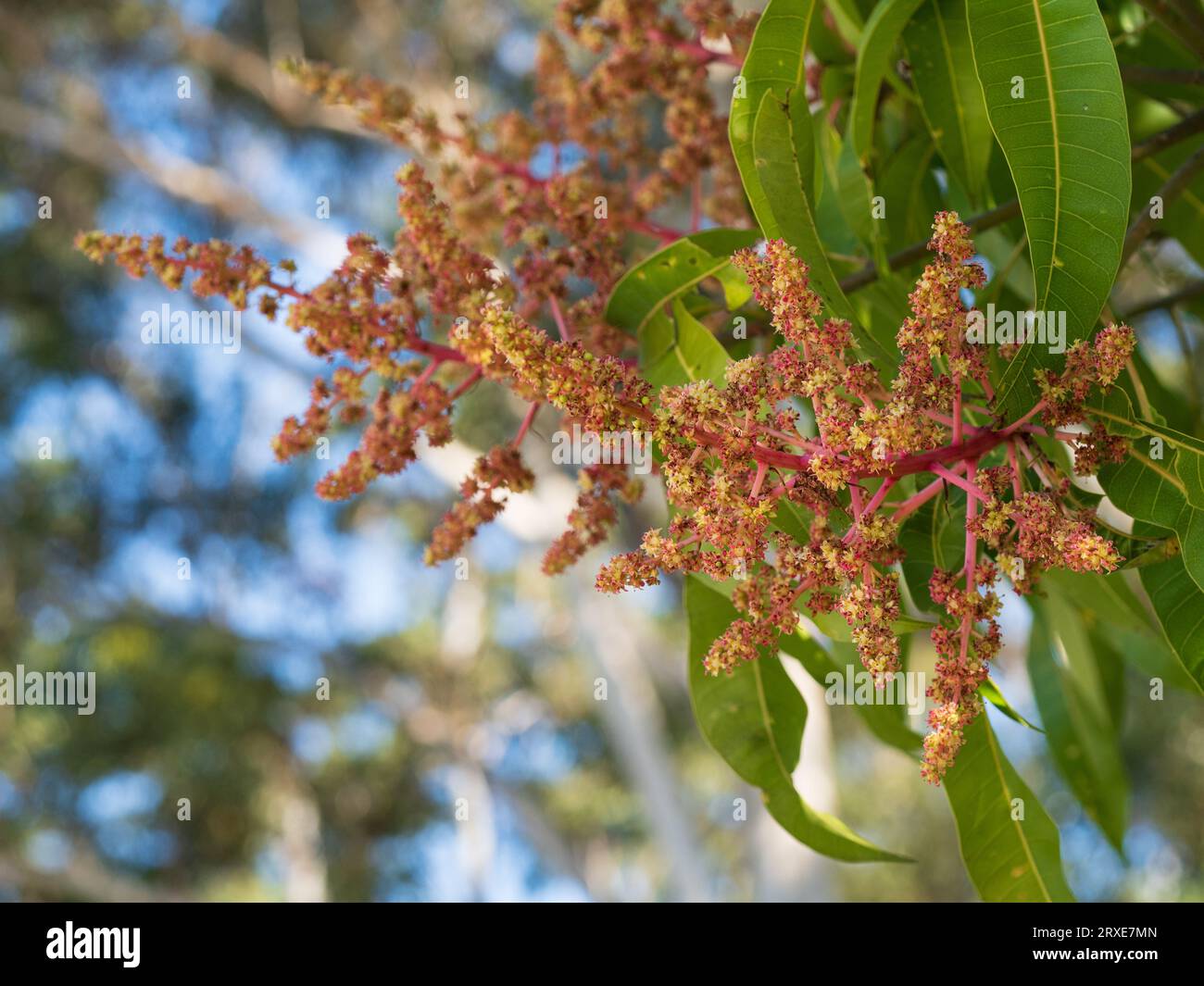 Flowers and Tiny green Mangoes growing on the pink stems of a Mango ...