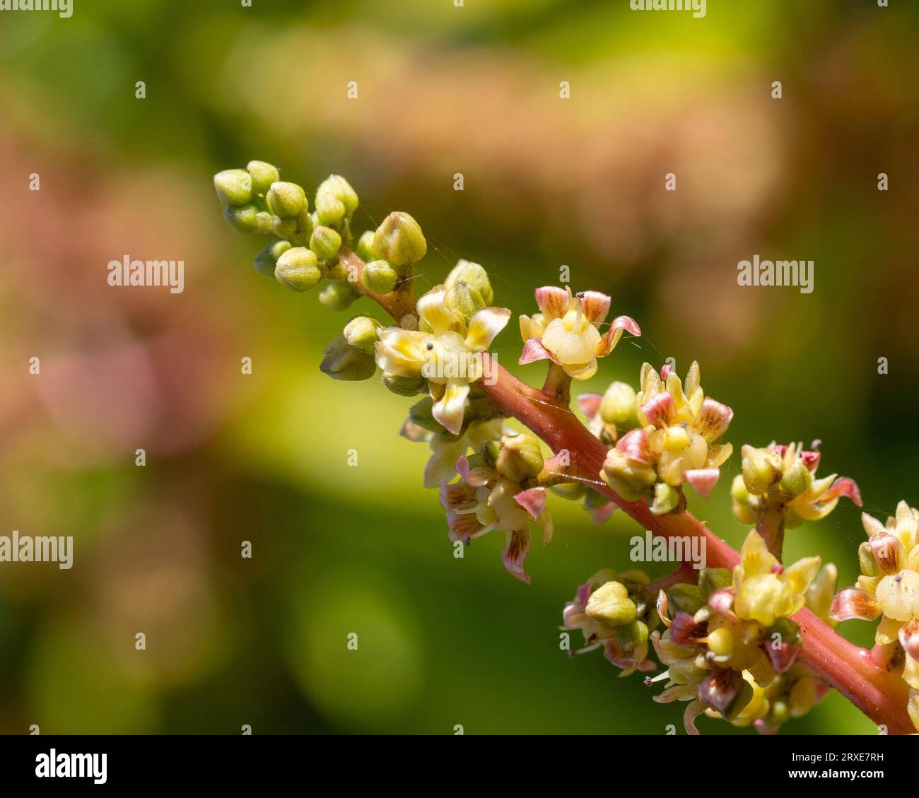 Tiny green Mangoes growing after the flowers on the pink stems of a ...
