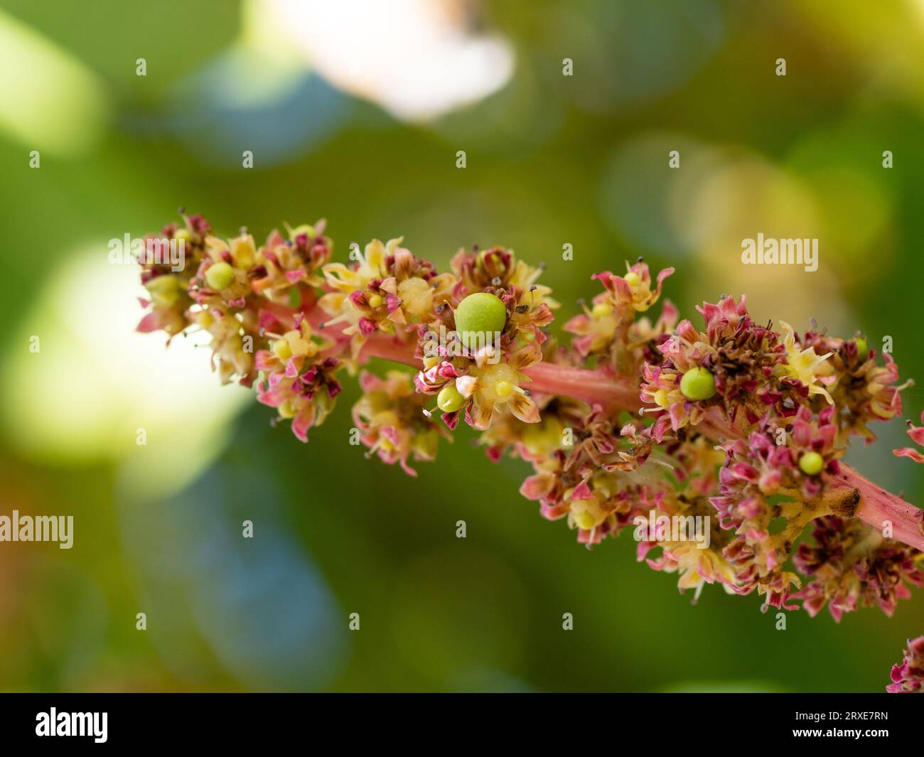 Tiny green Mangoes growing after the flowers on the pink stems of a ...