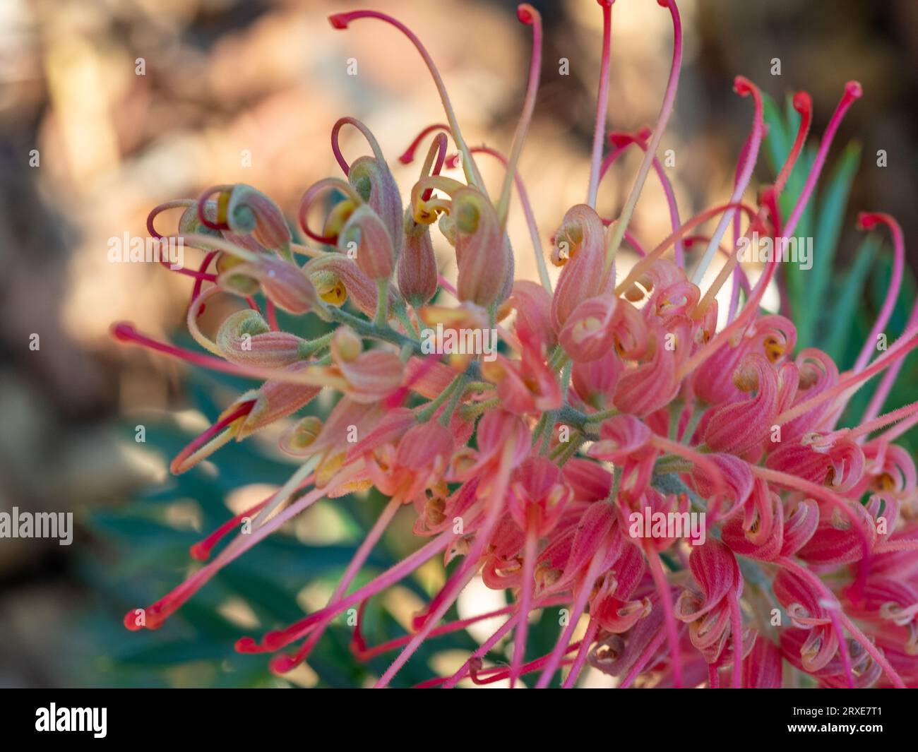 Yellow and red flower of Grevillea Loopy Lou in and Australian coastal ...